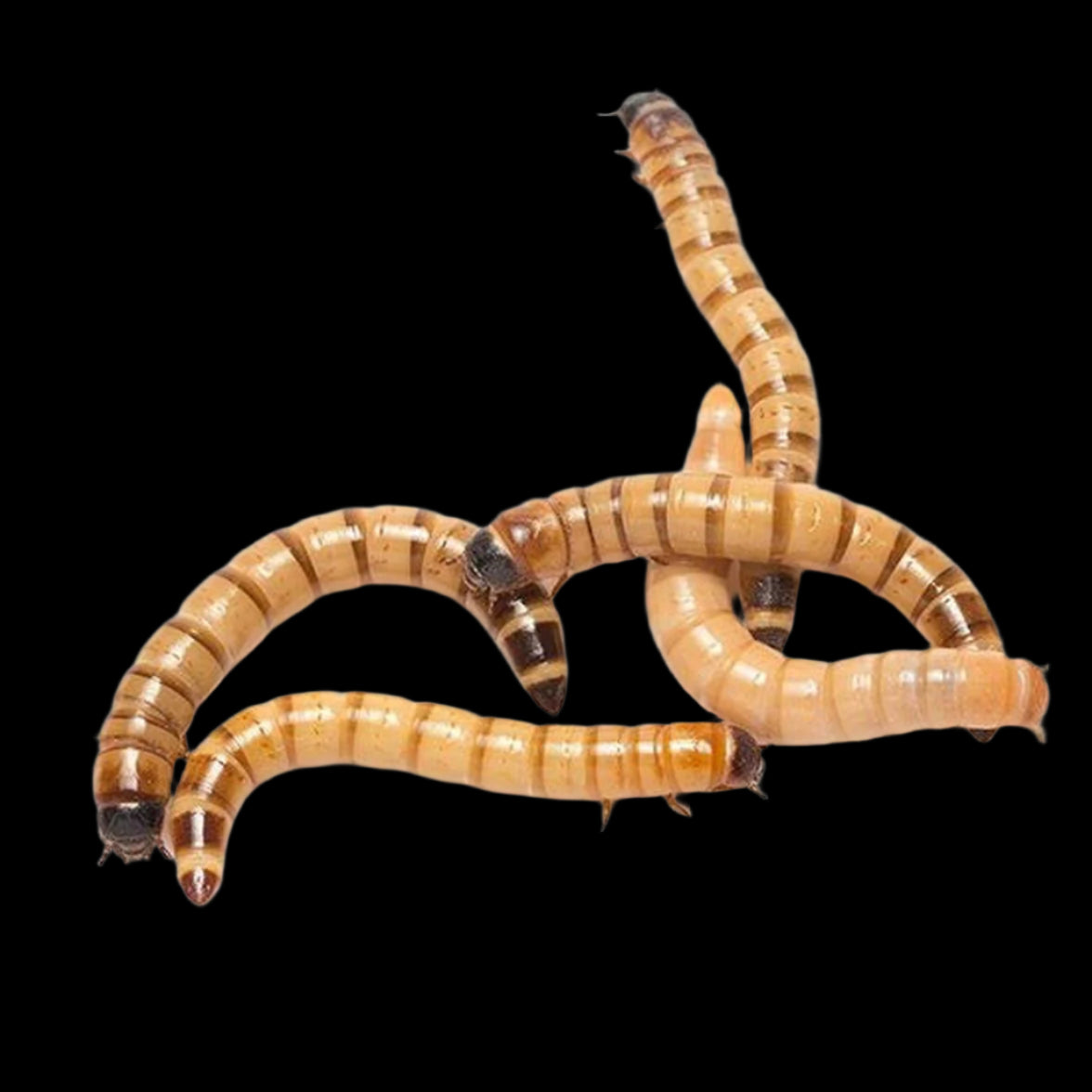 Superworms – Reptilian Source