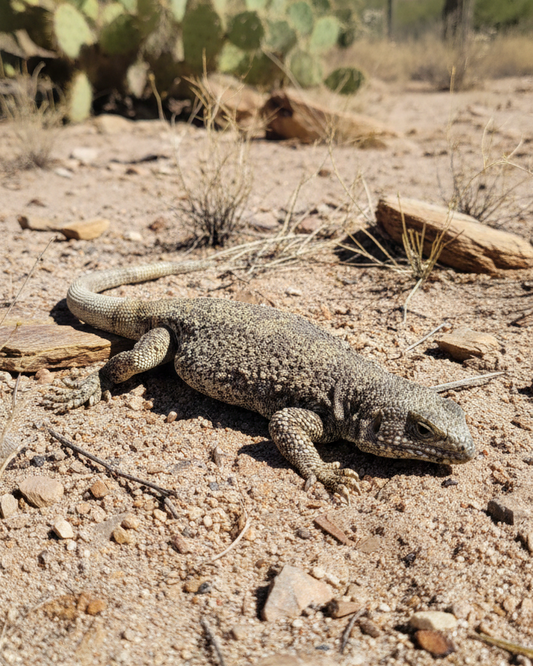 The Reptile Reserve – Page 2 – Reptilian Source